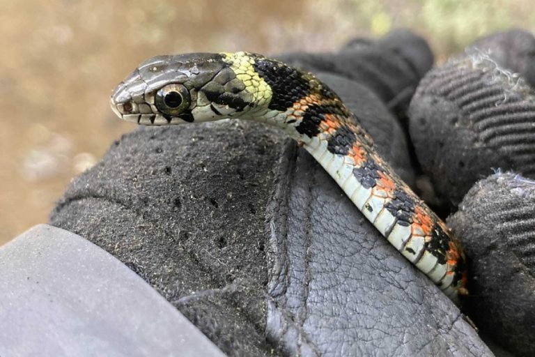 はんのう森林プラットフォーム - HANNO FOREST FUTURE