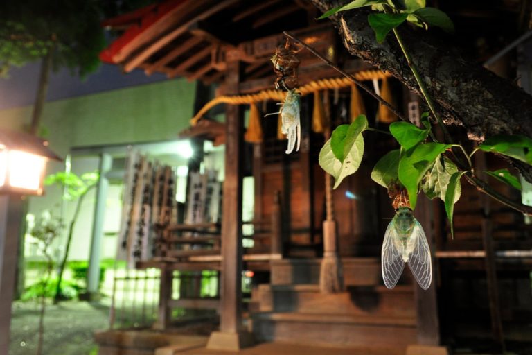 はんのう森林プラットフォーム - HANNO FOREST FUTURE