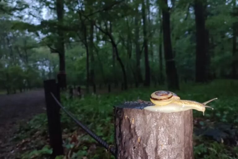 はんのう森林プラットフォーム - HANNO FOREST FUTURE